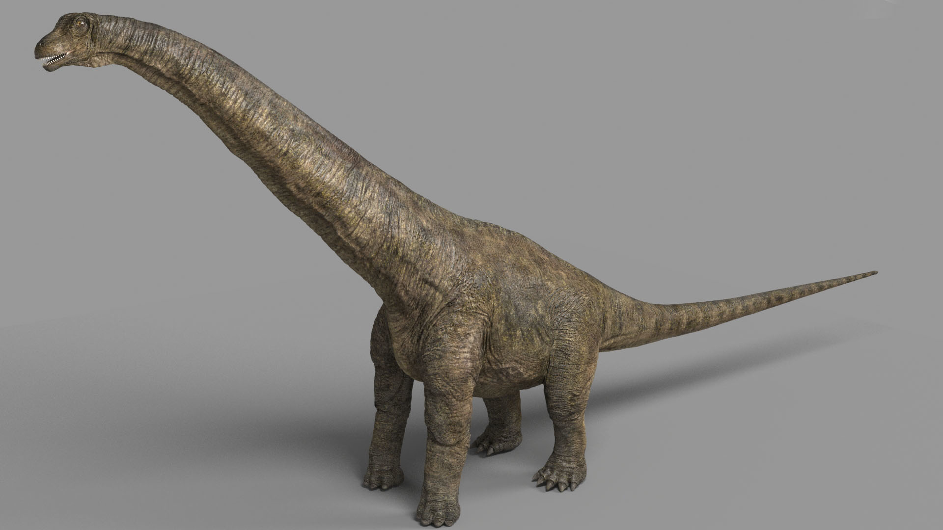 3D model alamosaurus - TurboSquid 1209433