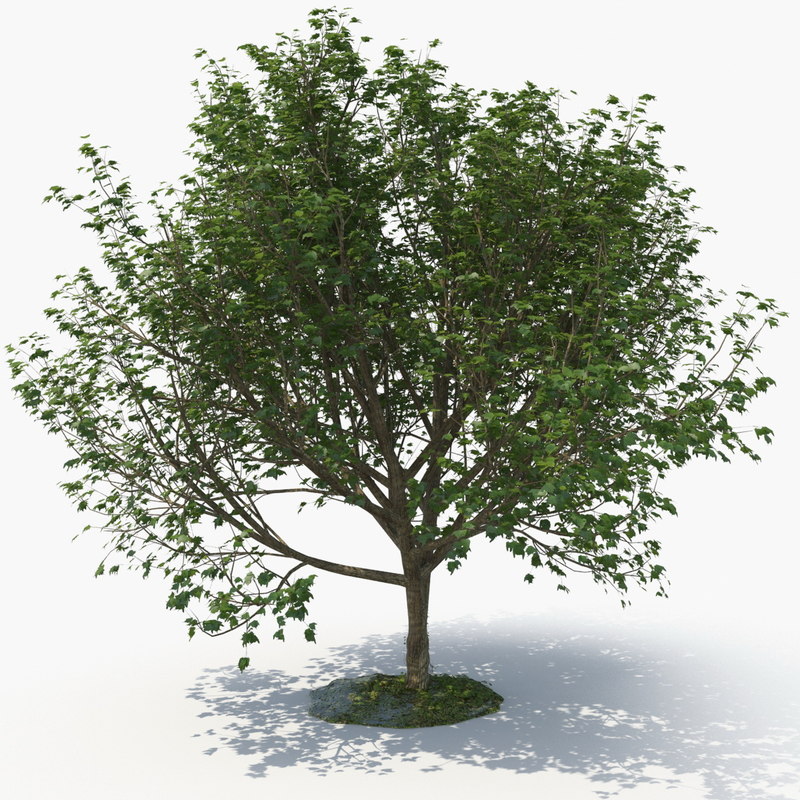 3D realistic tree model - TurboSquid 1209580