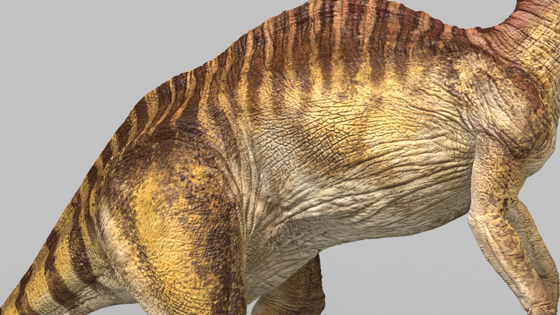 modèle 3D de Parasauropholus - TurboSquid 1209593