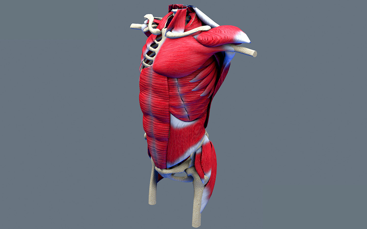 3D muscles model - TurboSquid 1209606