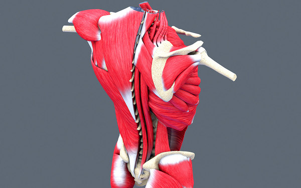 3D muscles model - TurboSquid 1209606