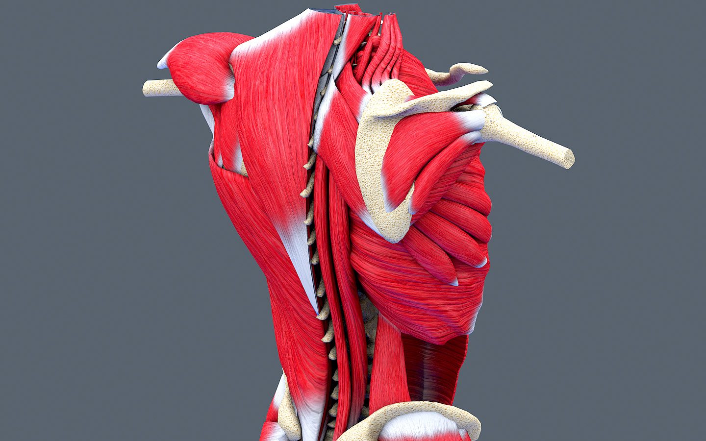 3D muscles model - TurboSquid 1209606
