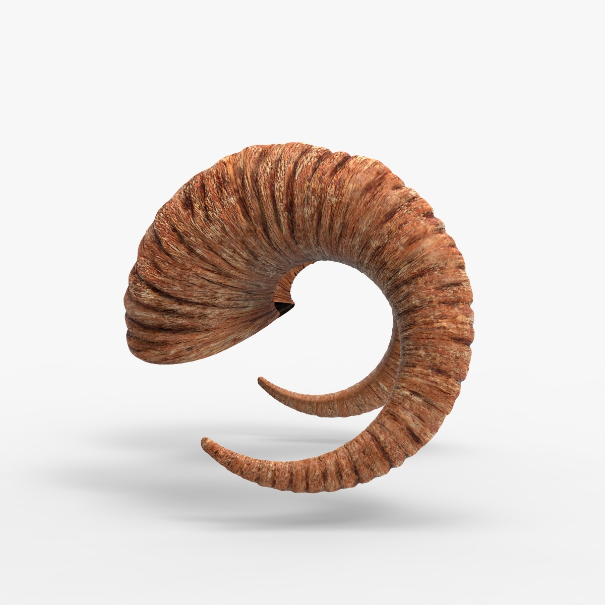 Horn ram 3D model - TurboSquid 1209789