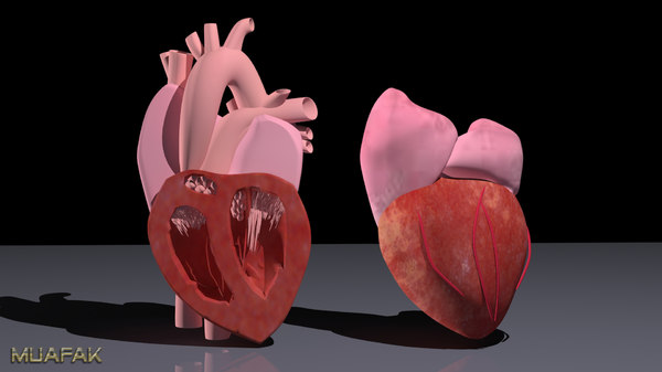 Animated 3D Heart Models | TurboSquid