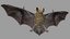 Bat rigging animation 3D - TurboSquid 1210336