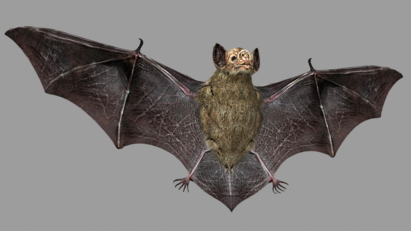 Bat rigging animation 3D - TurboSquid 1210336