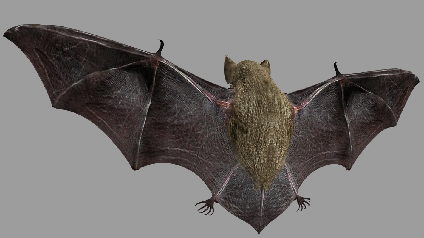 Bat rigging animation 3D - TurboSquid 1210336