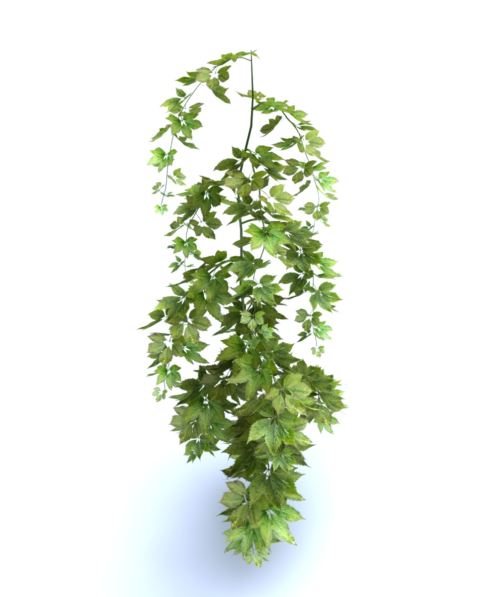 3D model ivy pack 60 - TurboSquid 1210419