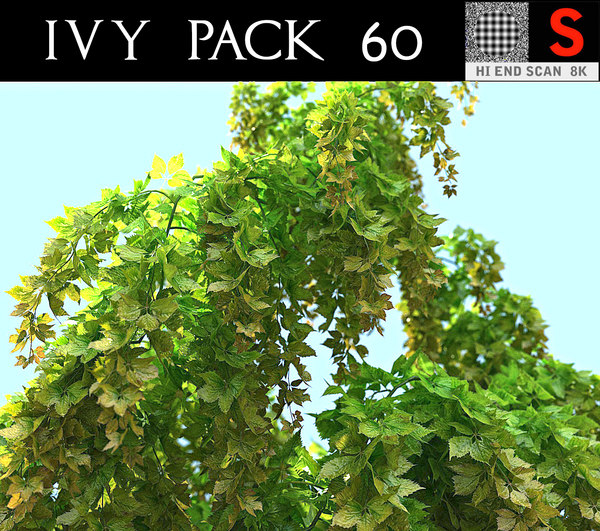 Ivy 3D Models for Download | TurboSquid