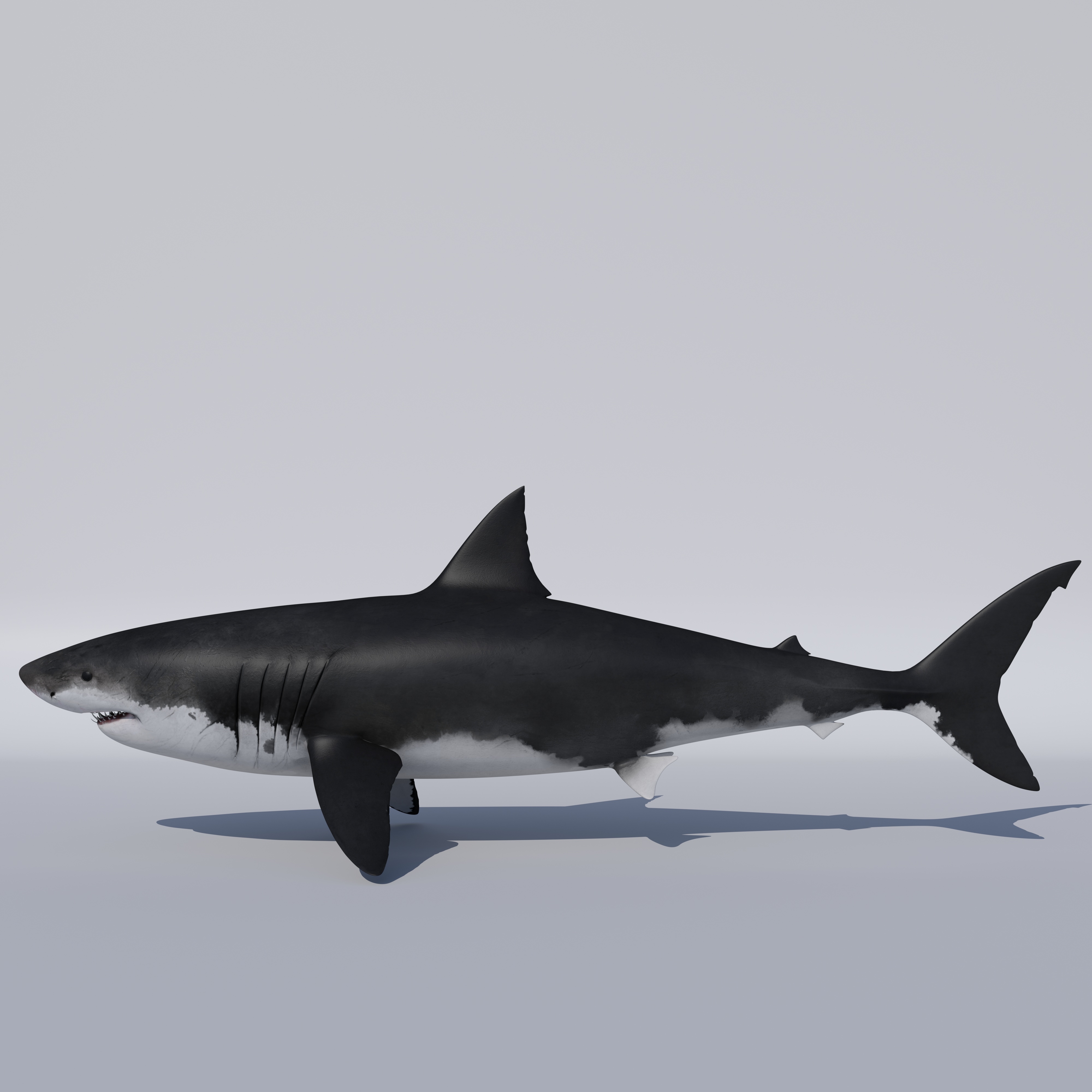 3D apex great white shark model - TurboSquid 1210713
