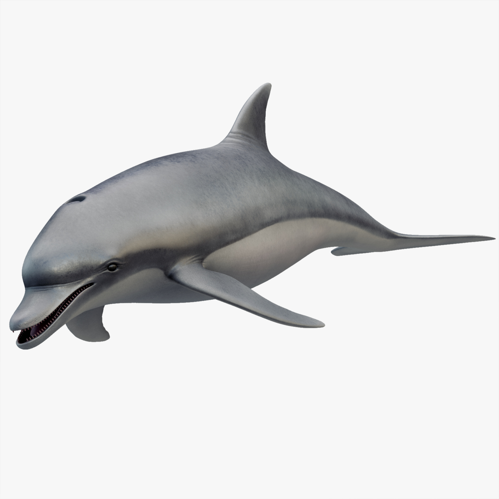 3D model dolphin animation - TurboSquid 1210776