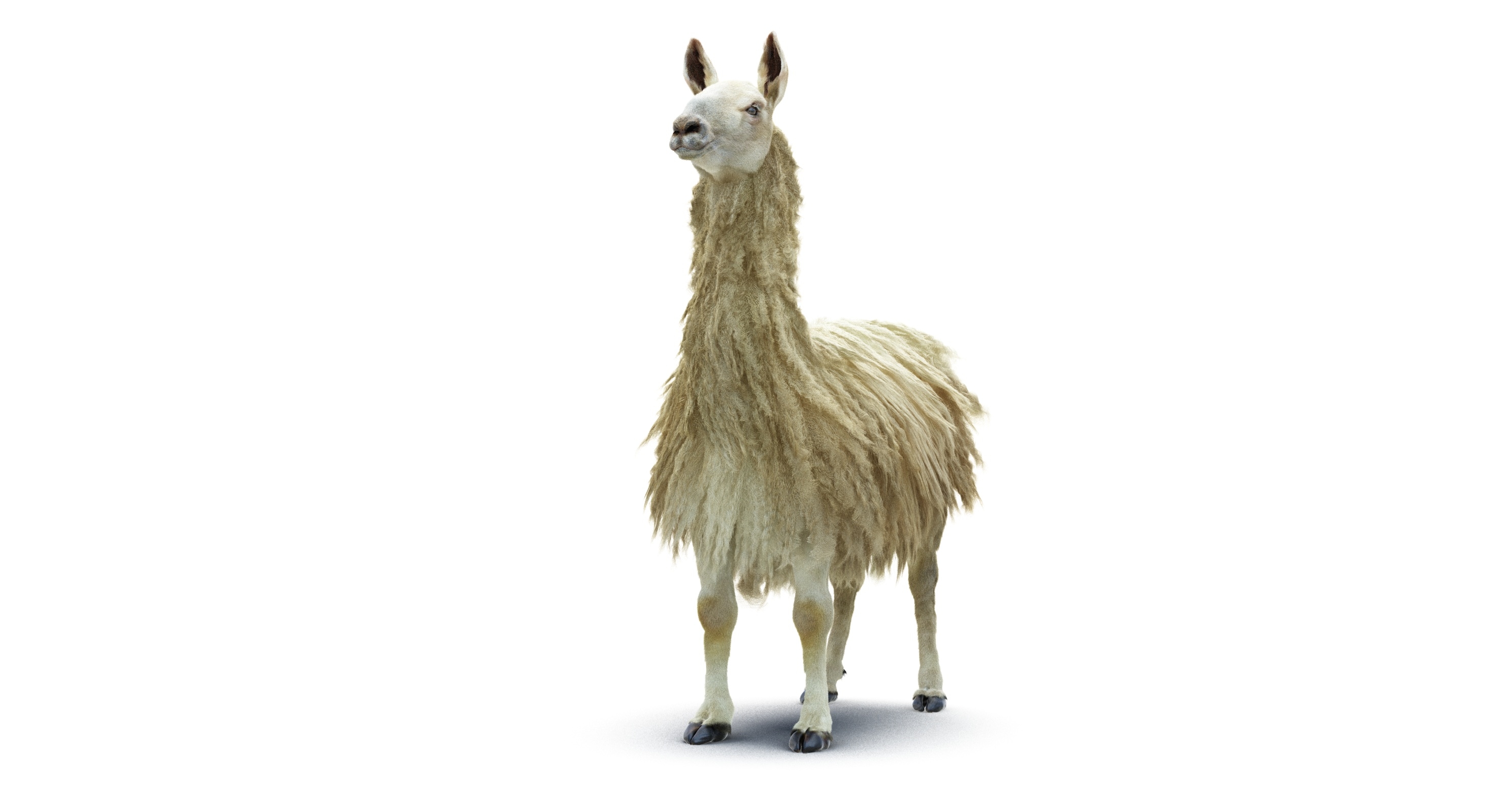 3D llama lama - TurboSquid 1211192