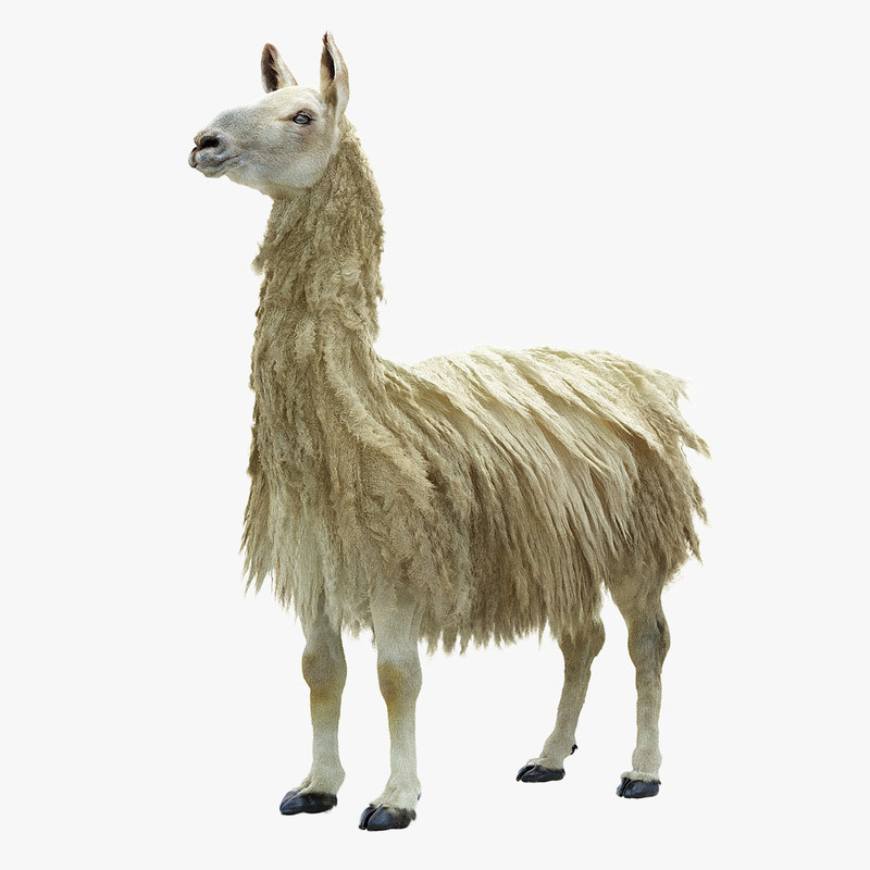 3D llama lama - TurboSquid 1211192