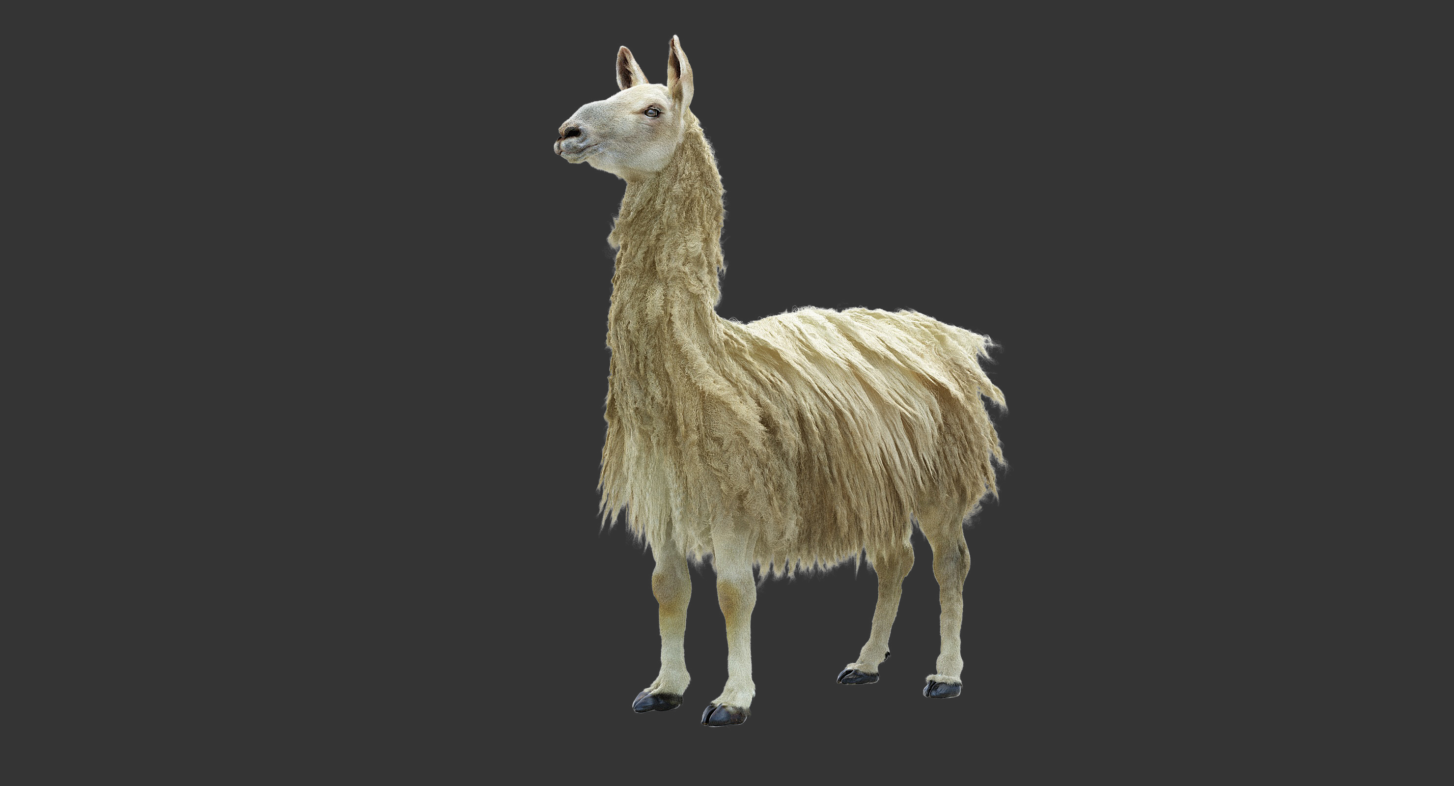 3D llama lama - TurboSquid 1211192