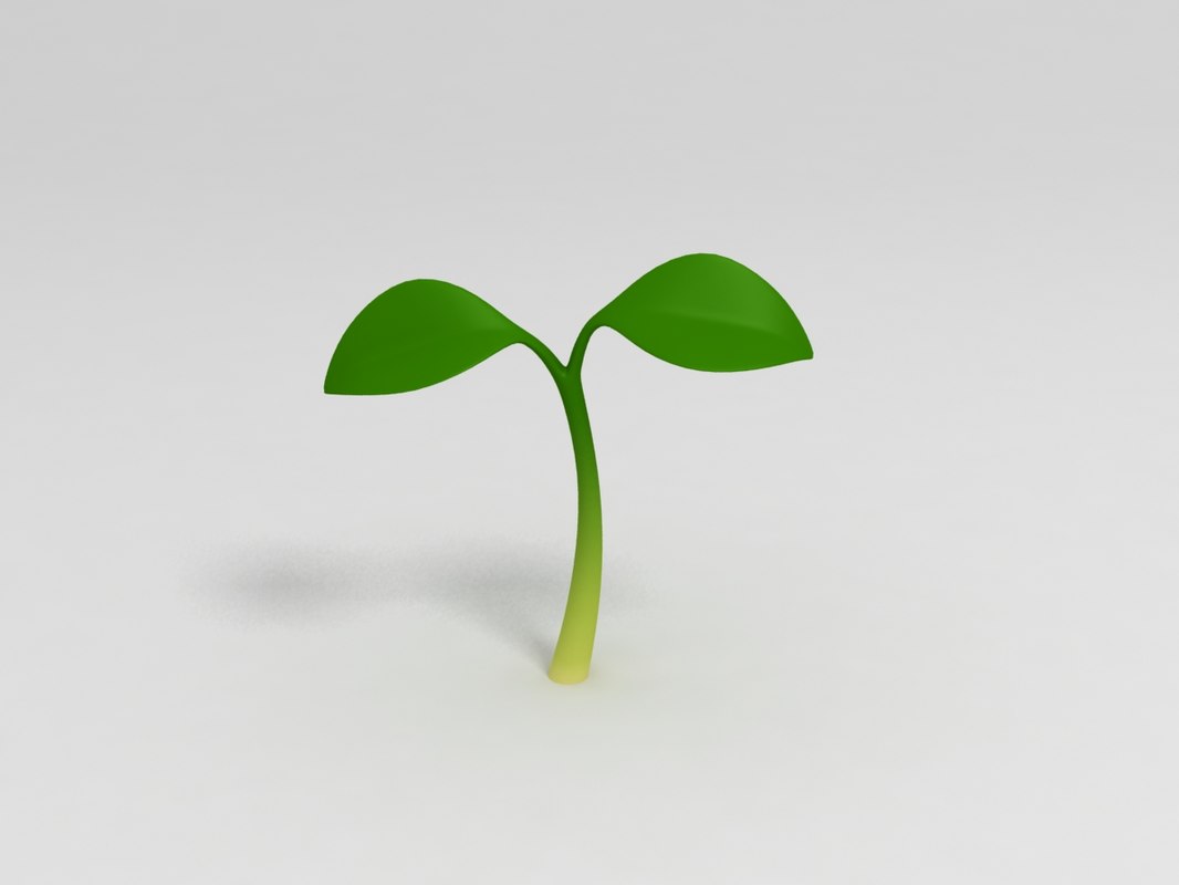 Sprout 3D model - TurboSquid 1211469