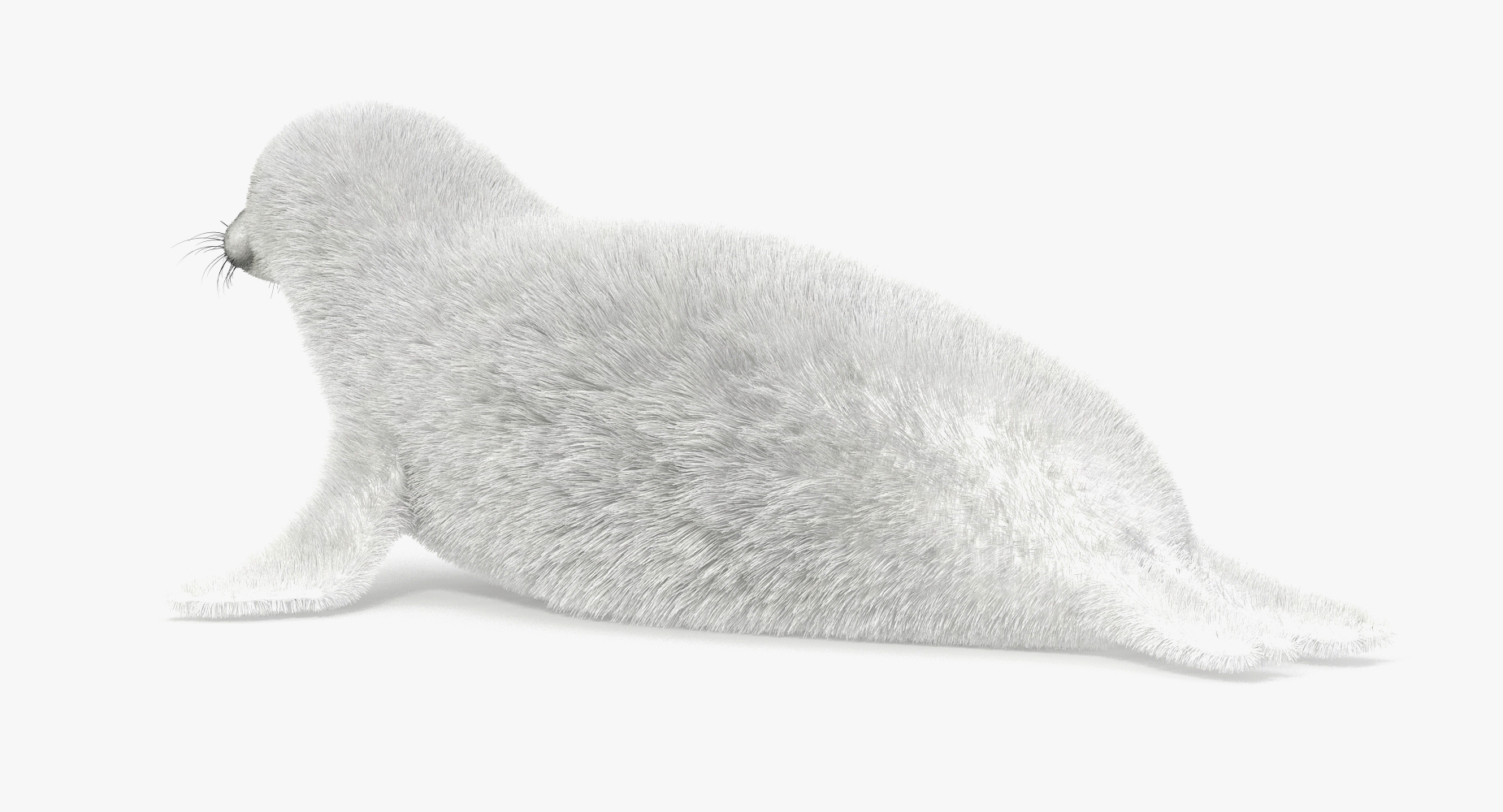 Harp seal juvenile fur 3D model - TurboSquid 1212240