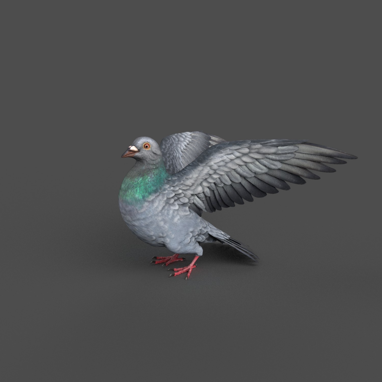 Pigeon rigged 3D model - TurboSquid 1212992