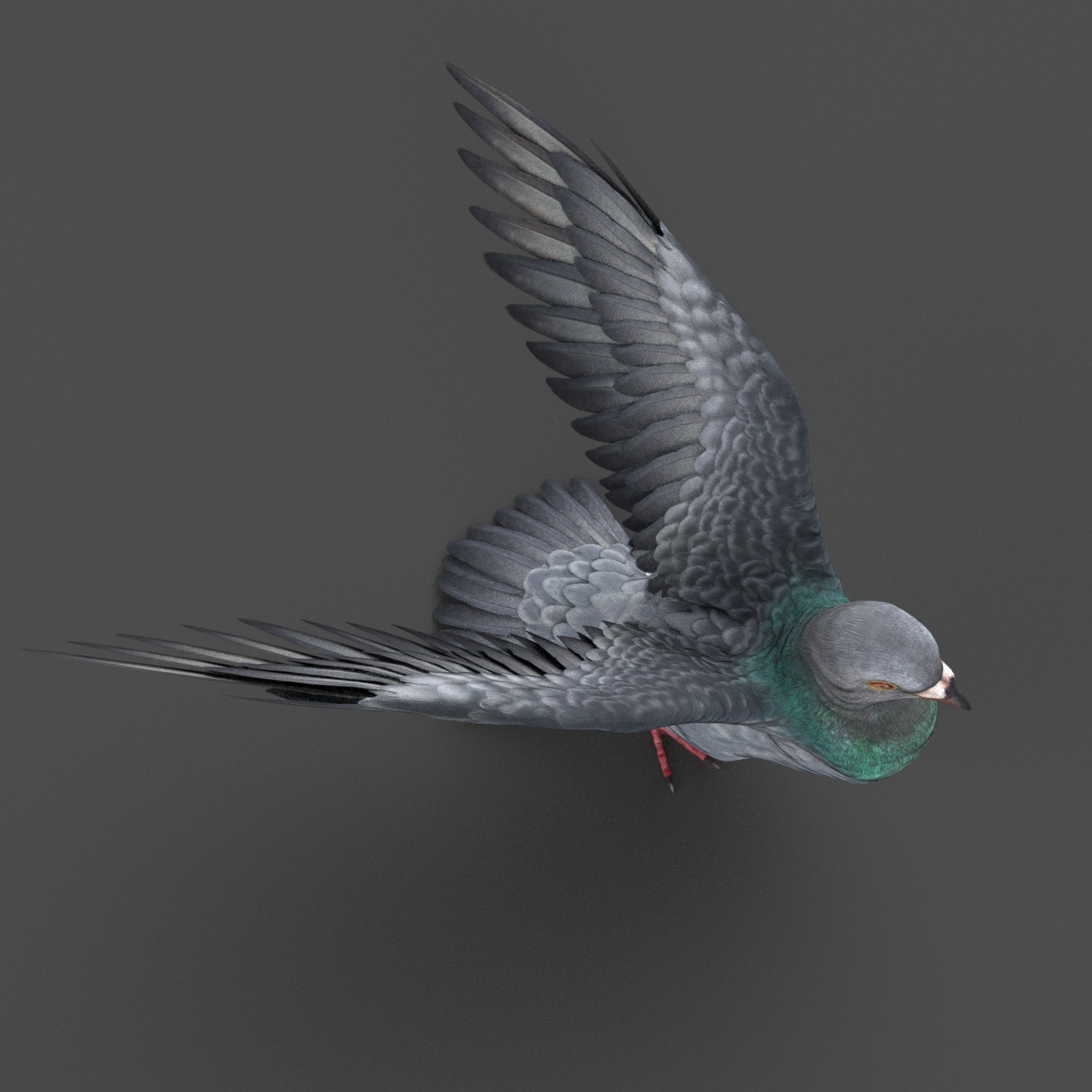 Pigeon rigged 3D model - TurboSquid 1212992