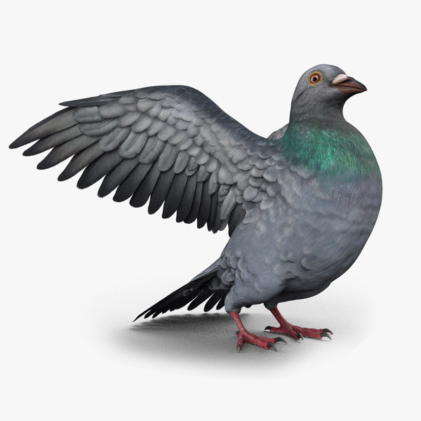 Pigeon 3D Models for Download | TurboSquid
