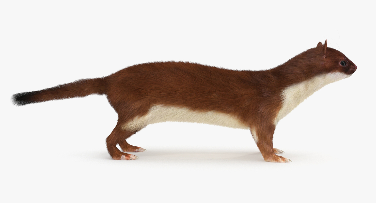 Weasel fur 3D - TurboSquid 1213077