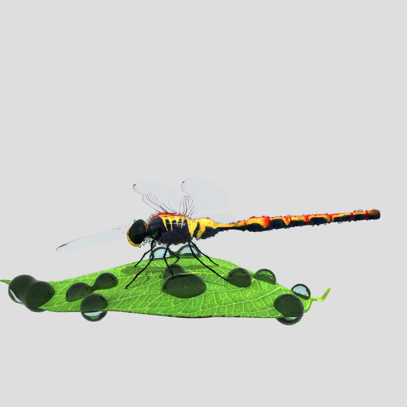 Libelle 3D-Modell - TurboSquid 1213135