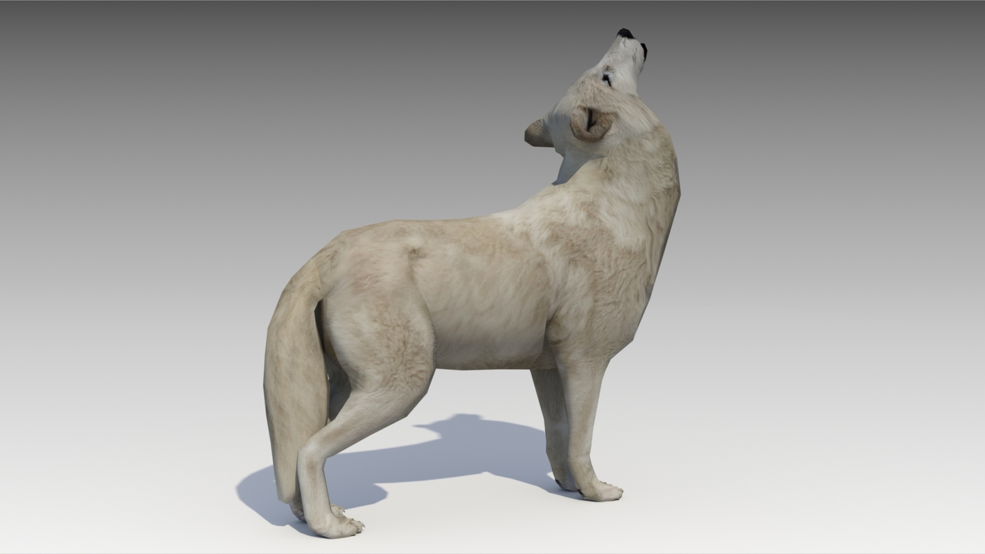 Arctic wolf model - TurboSquid 1213245