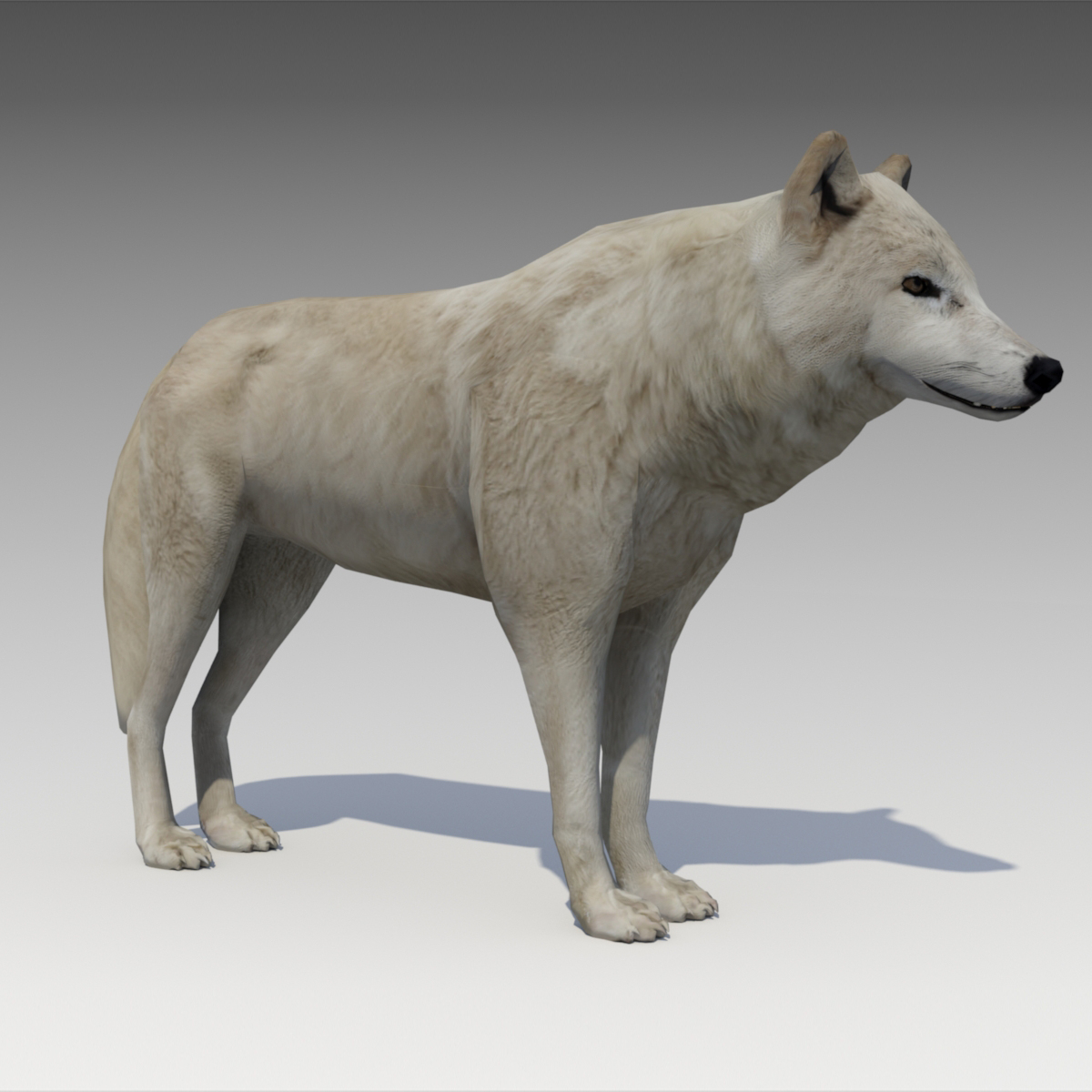 Arctic wolf model - TurboSquid 1213245