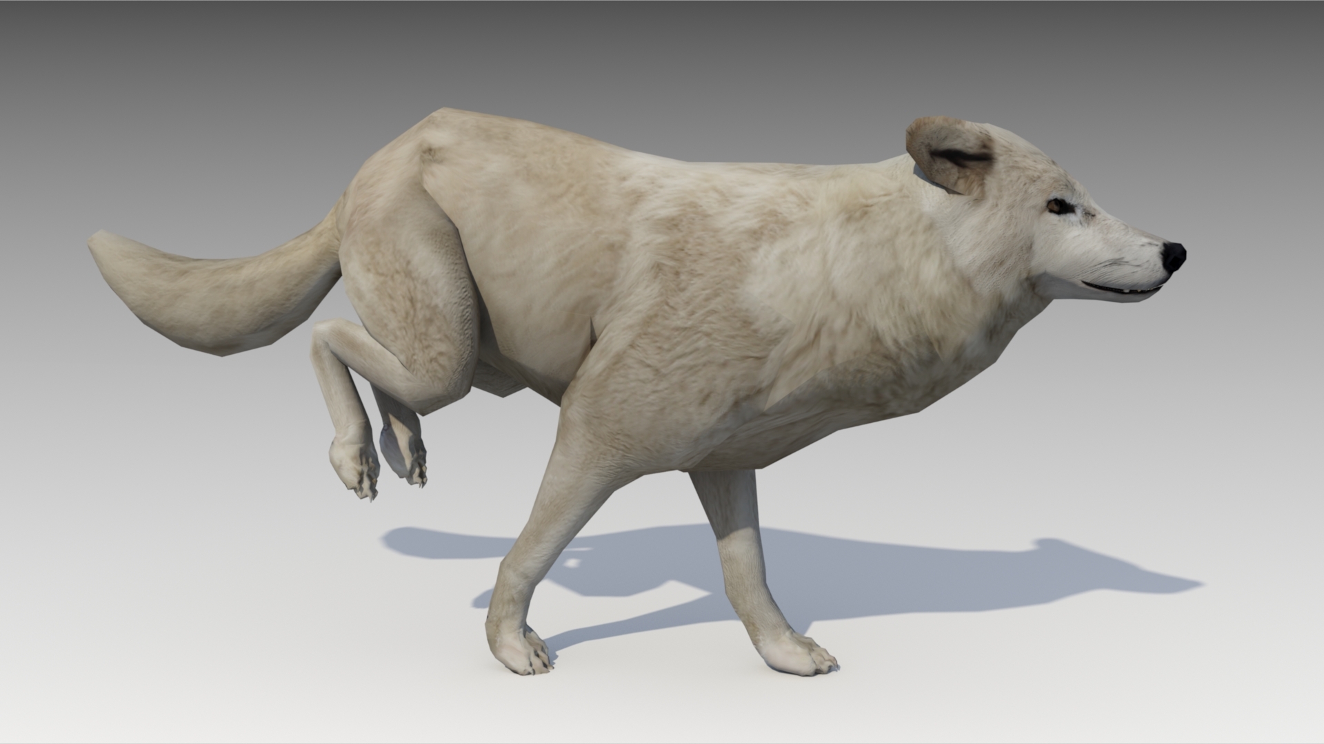 Arctic wolf model - TurboSquid 1213245