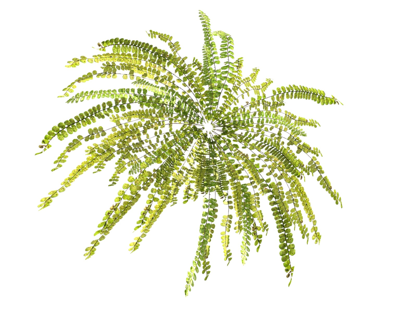3D fern ecosystems pack 68 model - TurboSquid 1213392