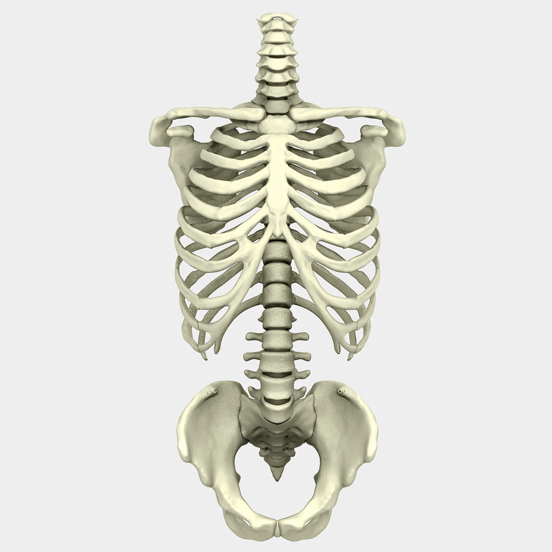 3D human male torso model - TurboSquid 1213820