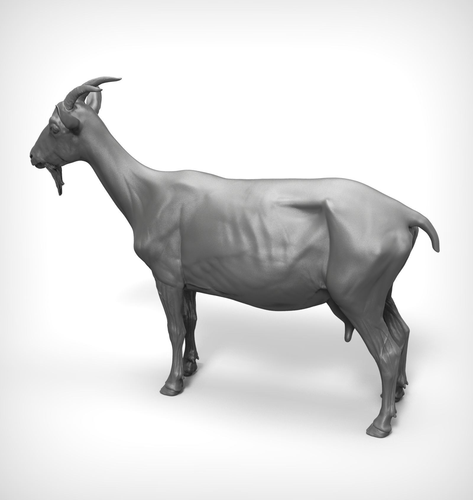 Goat realistic model - TurboSquid 1214066