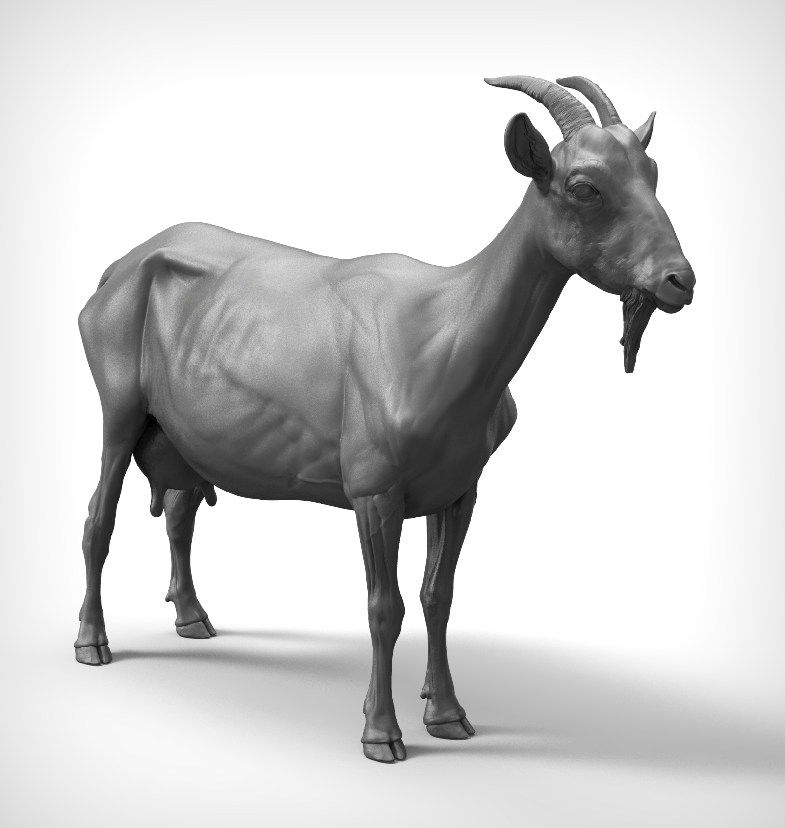 Goat realistic model - TurboSquid 1214066