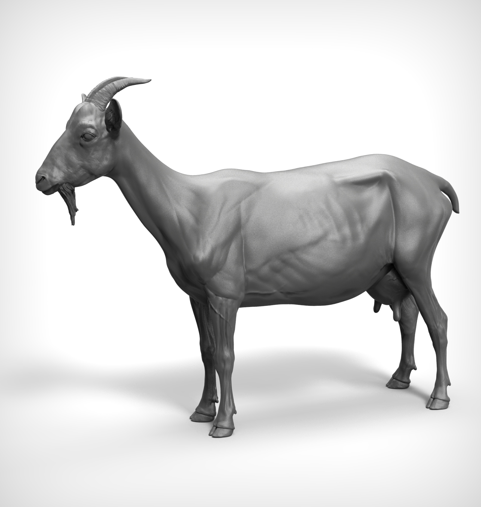 Goat realistic model - TurboSquid 1214066