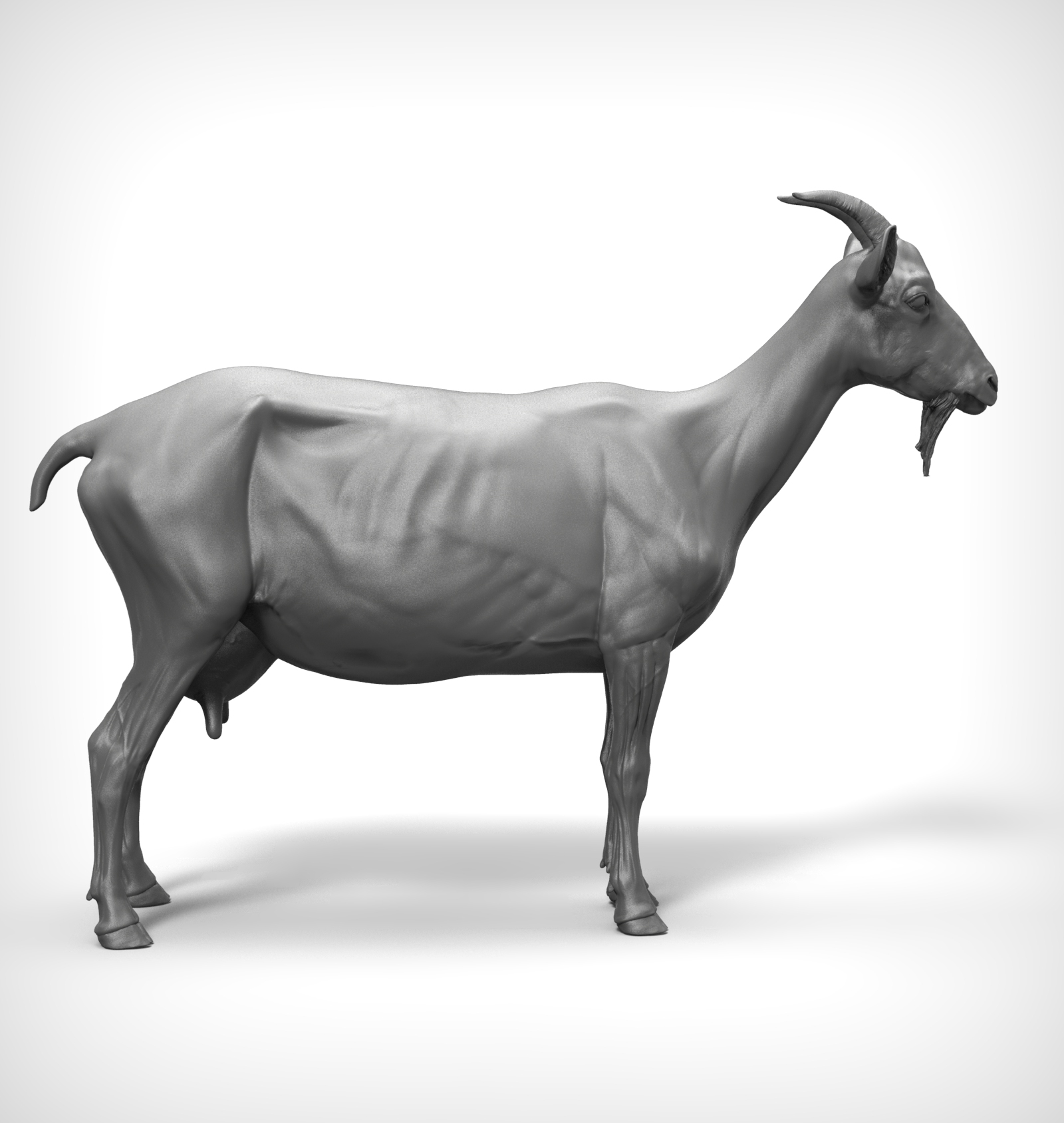 Goat realistic model - TurboSquid 1214066