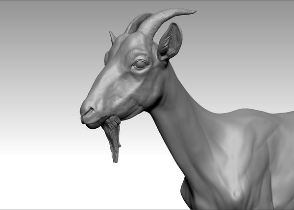 Goat realistic model - TurboSquid 1214066