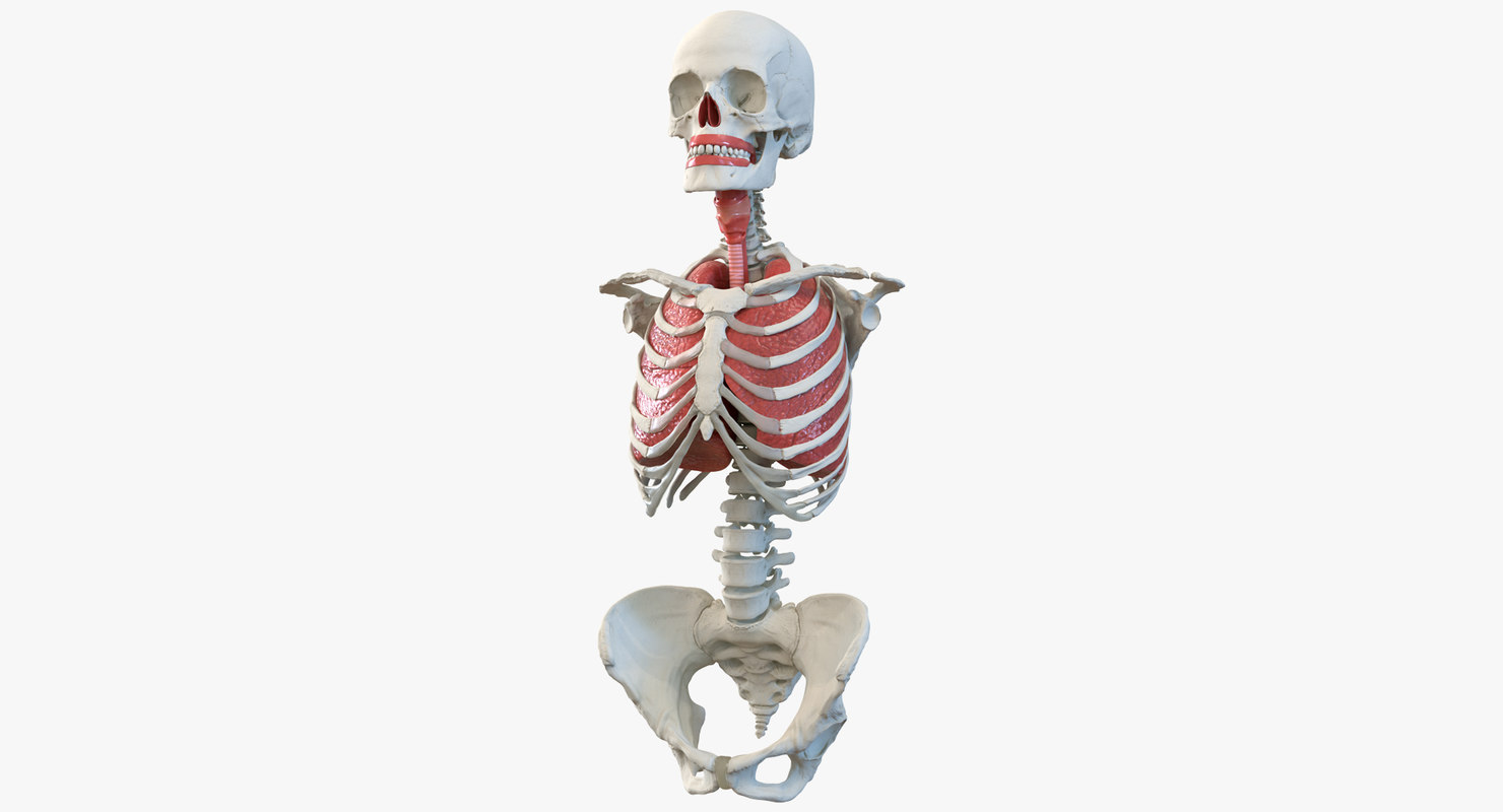 3D human female torso skeleton model - TurboSquid 1214474