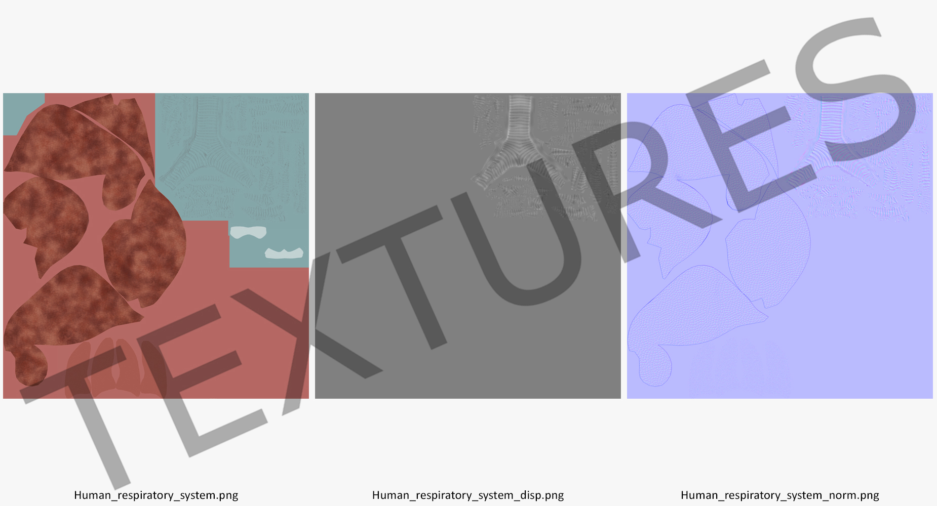 3D lung anatomy dissection modeled model - TurboSquid 1214482