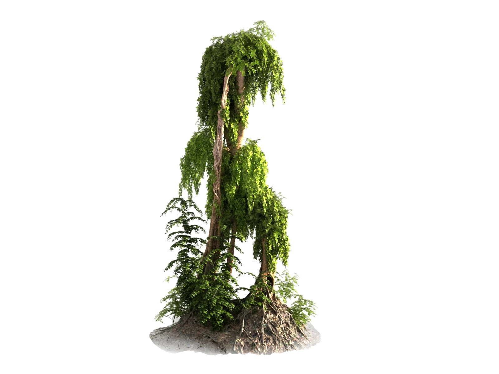 Jungle forest ecosystem pack 3D model - TurboSquid 1214486