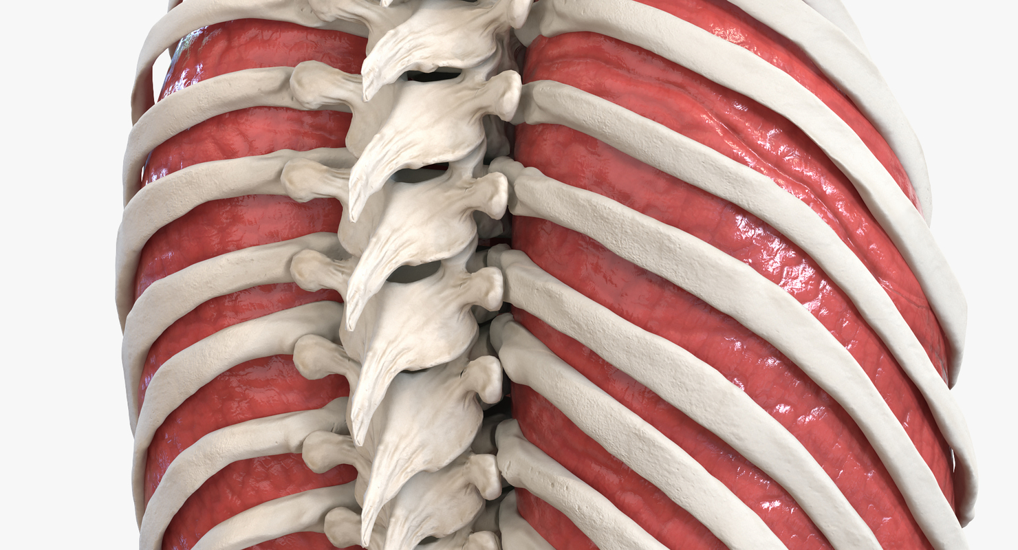 3D male ribcage respiratory model - TurboSquid 1214487