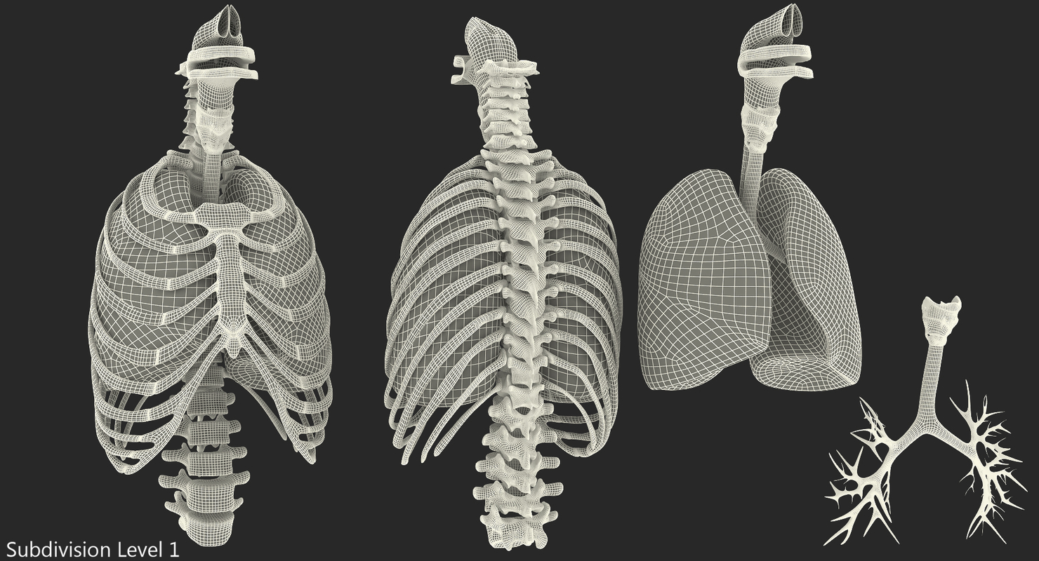 3D male ribcage respiratory model - TurboSquid 1214487