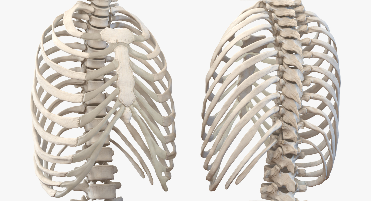 3D male ribcage respiratory model - TurboSquid 1214487