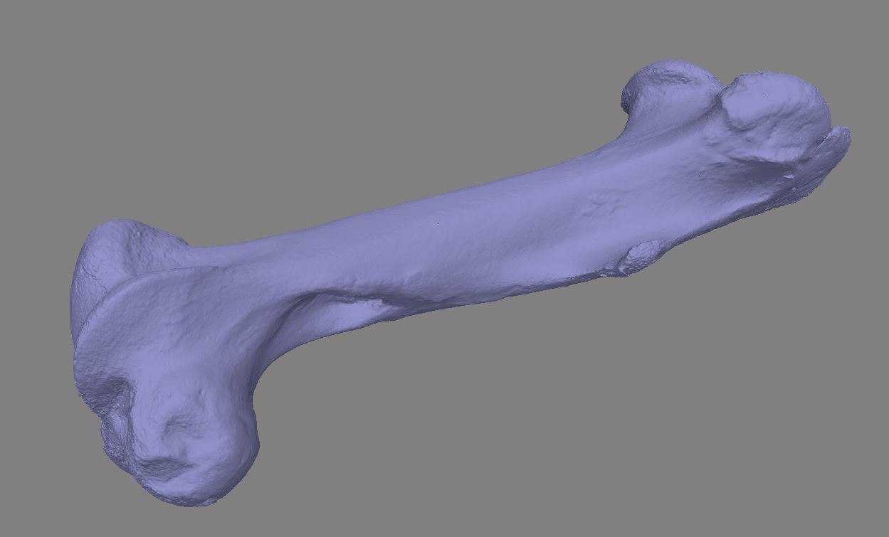 3D cow bone scan raw - TurboSquid 1214780