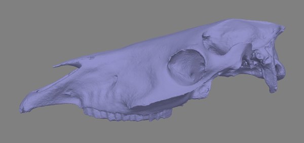 Cow skull scan data 3D model - TurboSquid 1214790