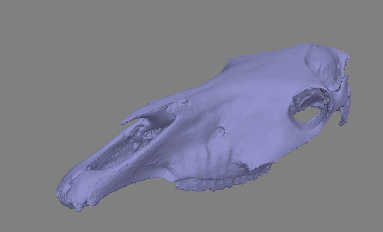 Cow skull scan data 3D model - TurboSquid 1214790