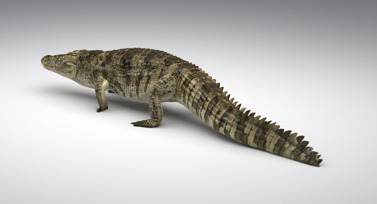 3D realistic crocodile rigging animation model - TurboSquid 1215033