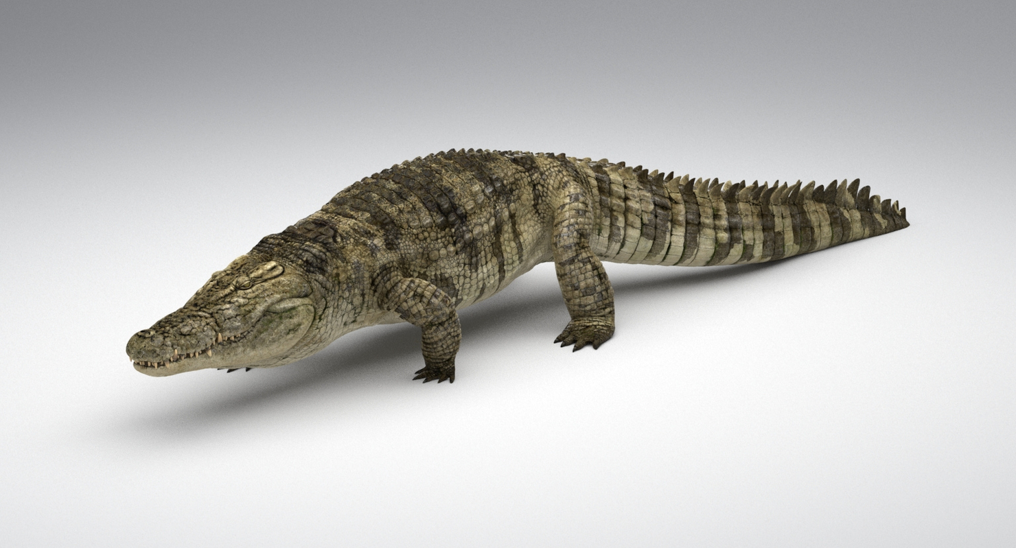 3D realistic crocodile rigging animation model - TurboSquid 1215033