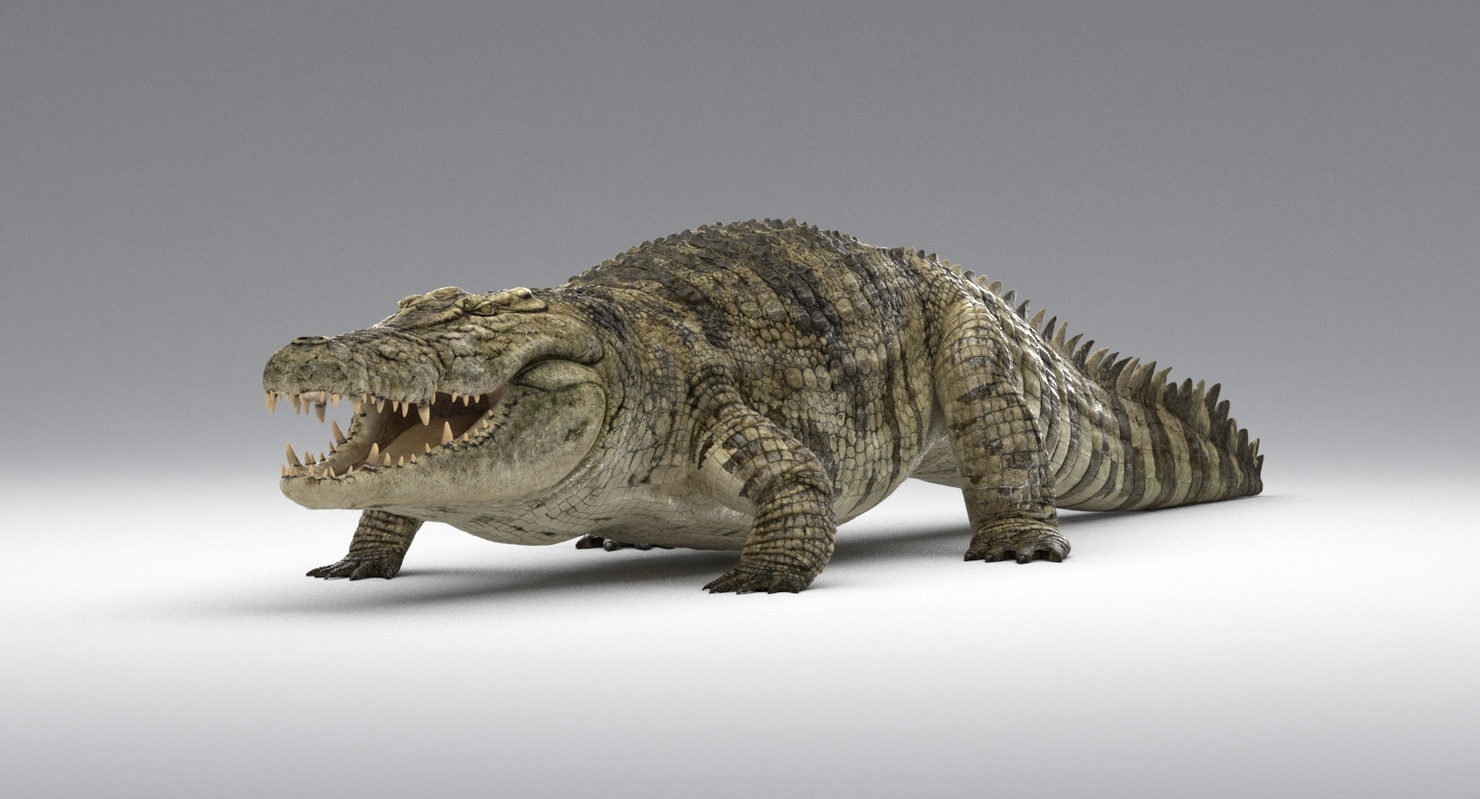 3D realistic crocodile rigging animation model - TurboSquid 1215033
