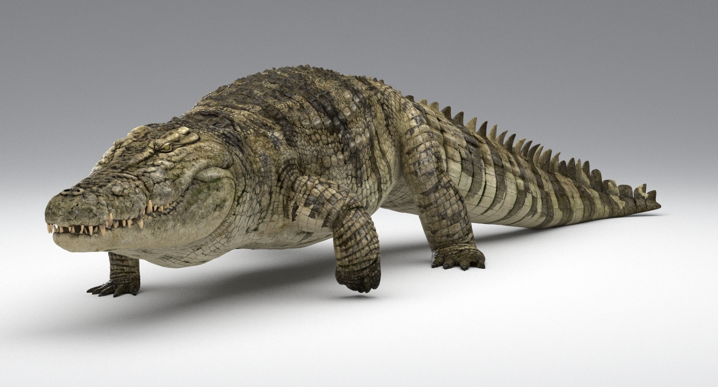 3D realistic crocodile rigging animation model - TurboSquid 1215033