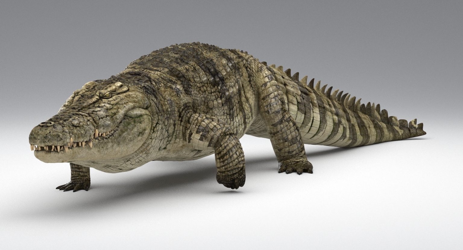 3D realistic crocodile rigging animation model - TurboSquid 1215033