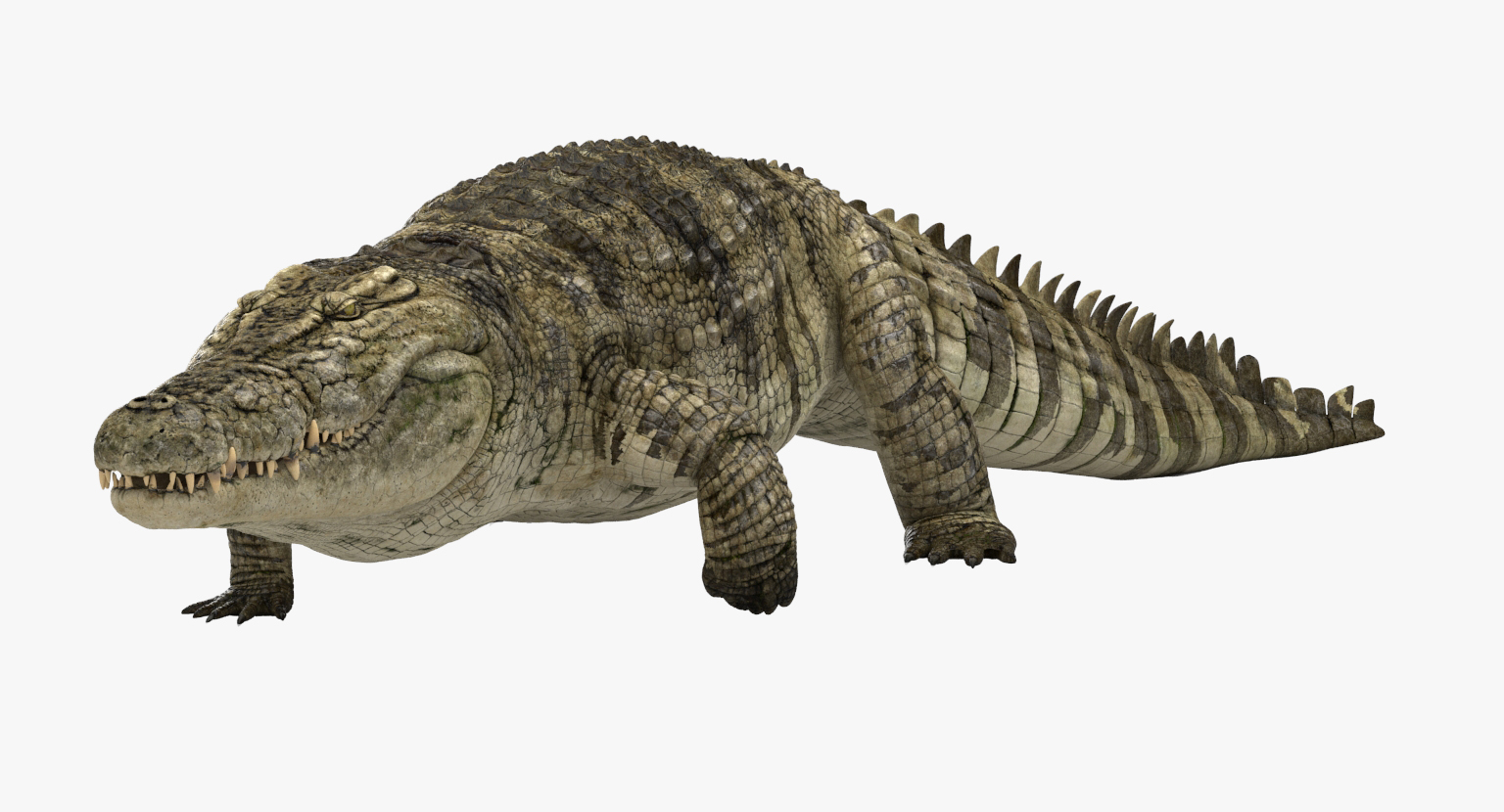 3D realistic crocodile rigging animation model - TurboSquid 1215033